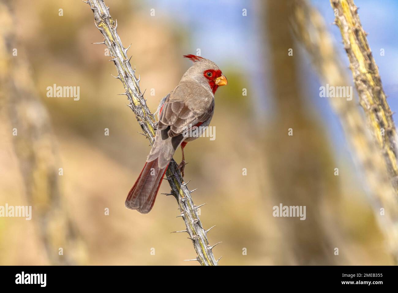 Male pyrrhuloxia or desert cardinal, Cardinalis sinuatus, Saguaro ...