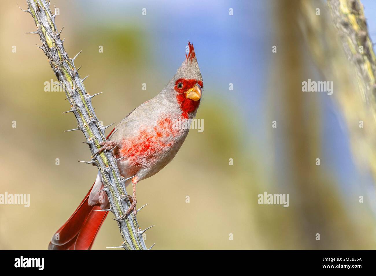 Desert cardinal hi-res stock photography and images - Alamy