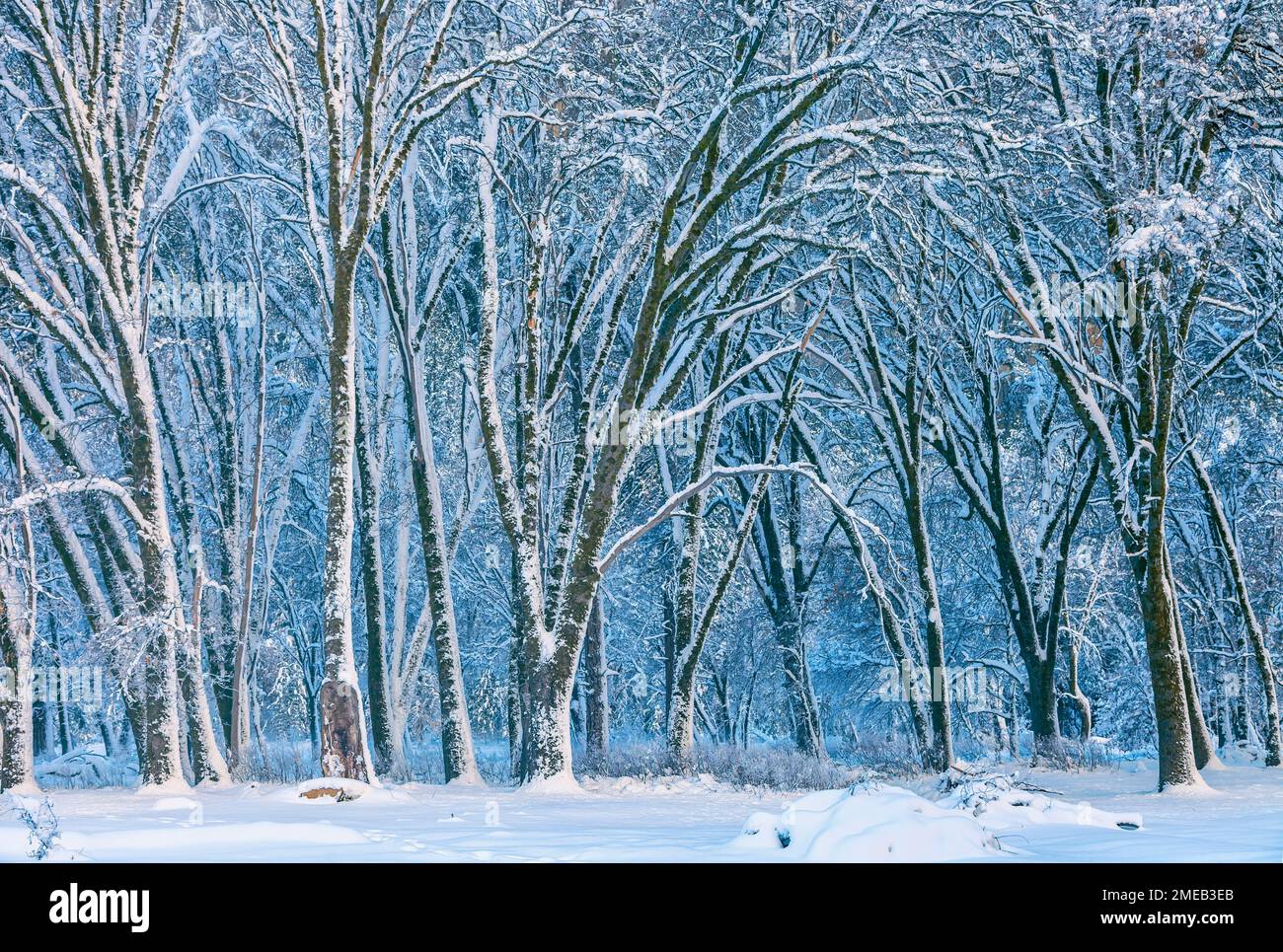 California black oak trees Quercus kelloggii are covered with snow at ...