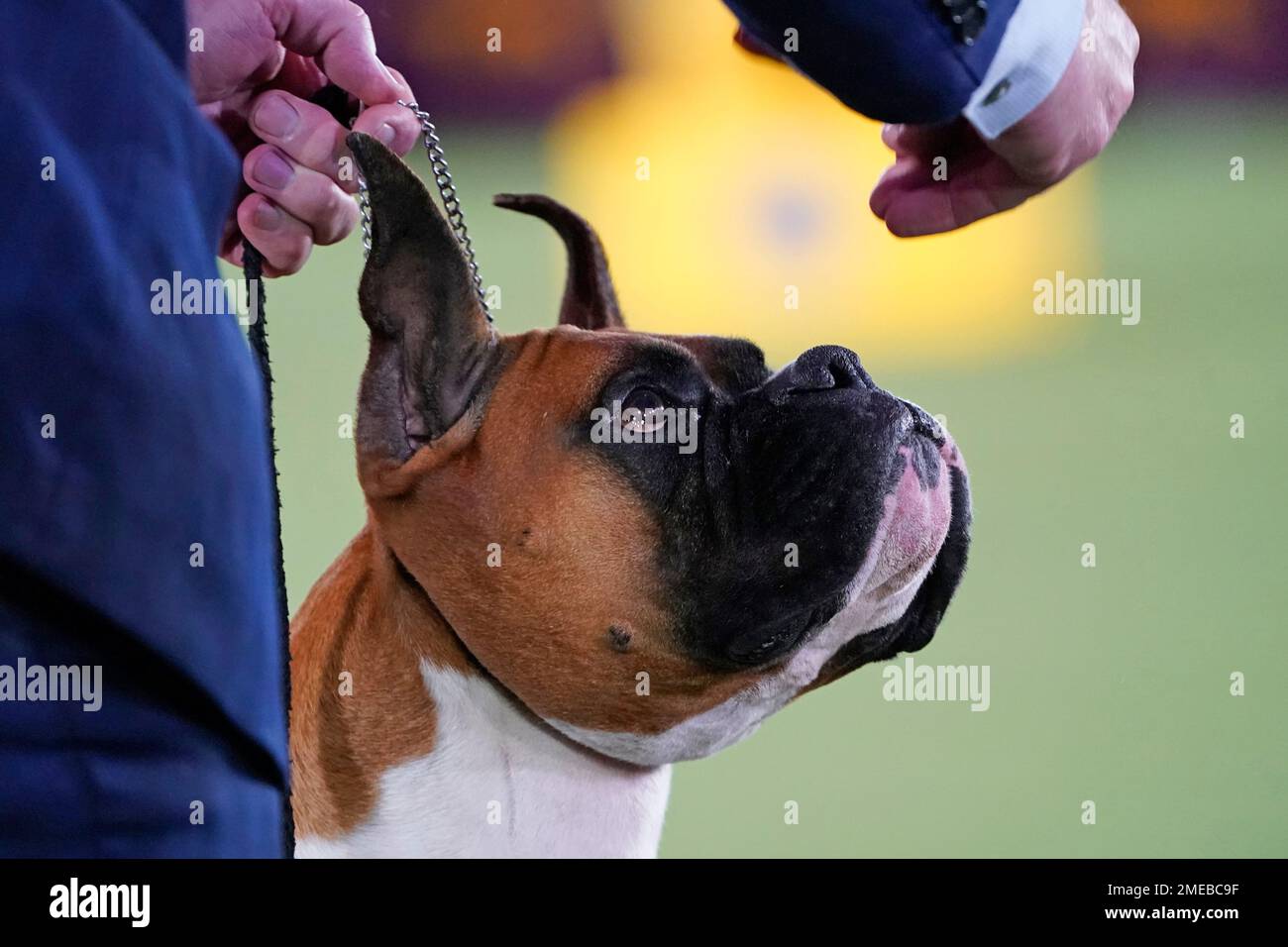 A boxer awaits a treat from it's handler before running for the judge ...