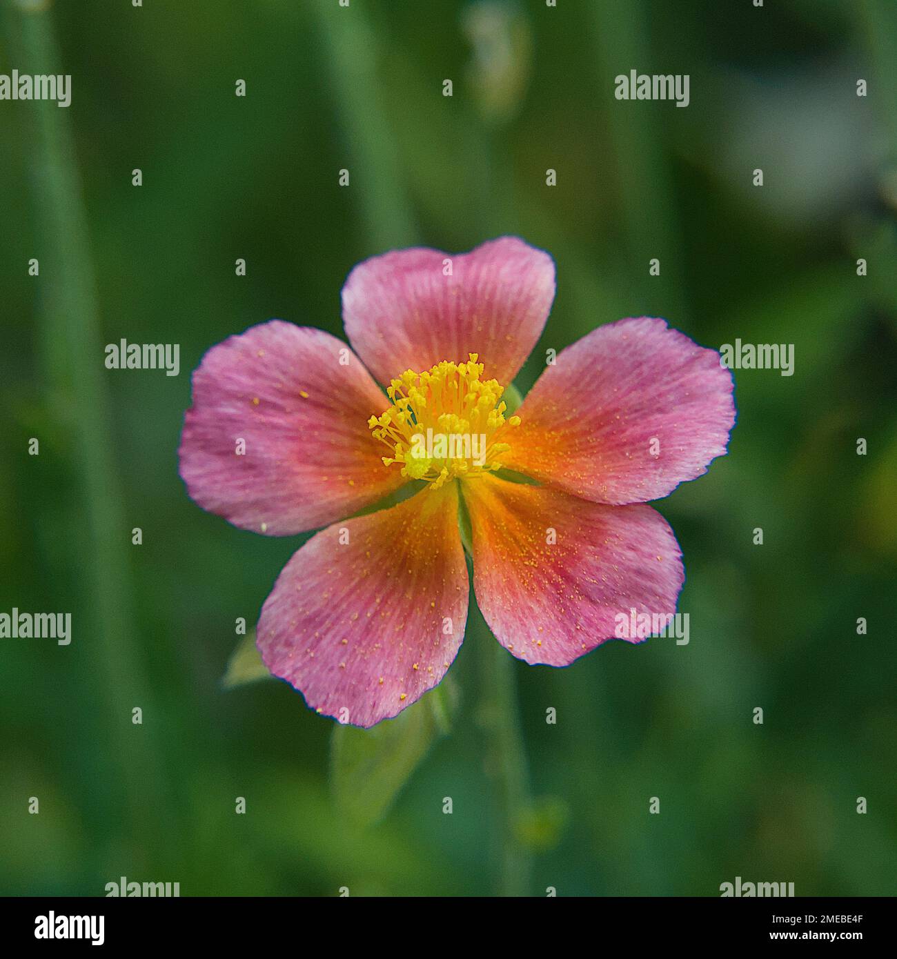 Pink Flower - Helianthemum - Sunrose - Close Up Stock Photo - Alamy