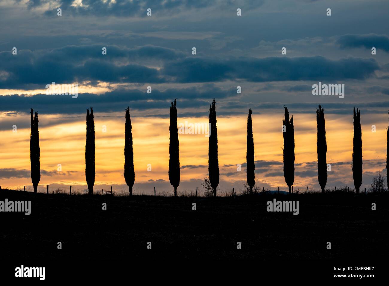 Silhouette of iconic cypress trees dotting the Tuscan landscape at ...
