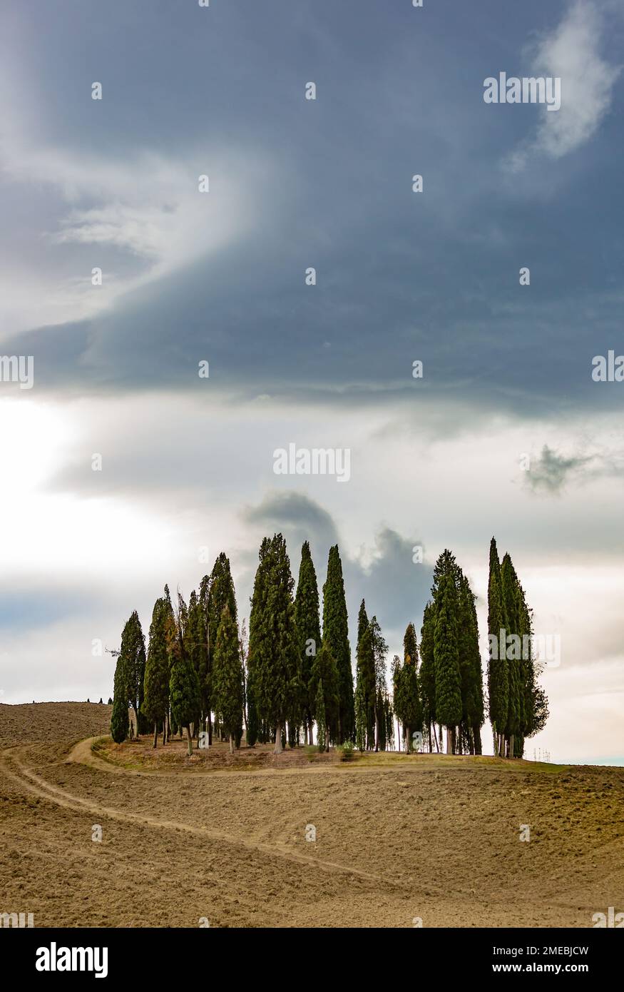 The iconic circle of cypress trees in Tuscany's Val d'Orcia in the fall ...