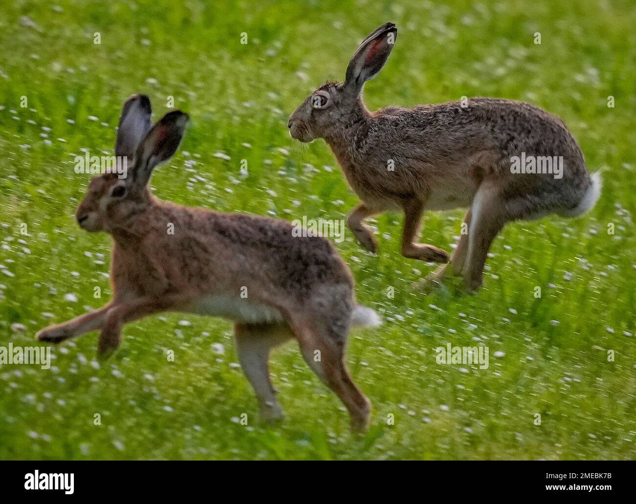 Two hares run across a park in Frankfurt, Germany, early Saturday, June ...
