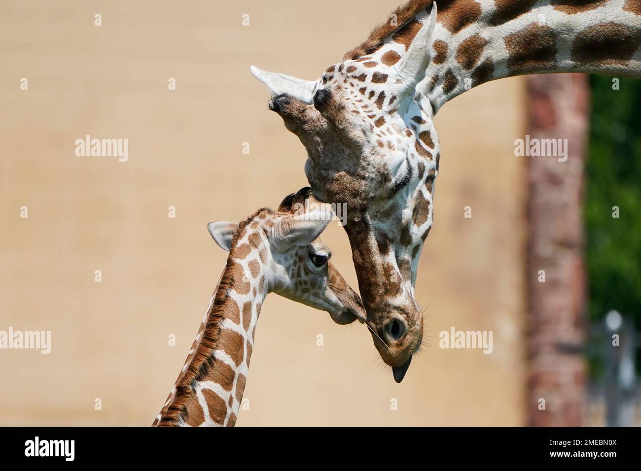 Oklahoma City Zoo giraffe, Ellie, right, nuzzles her calf Friday, June ...