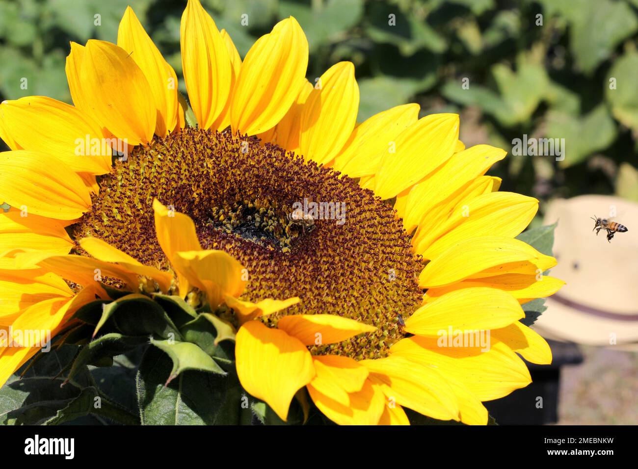Bees are sunflower hosts, they help pollination, so it helps the bees ...