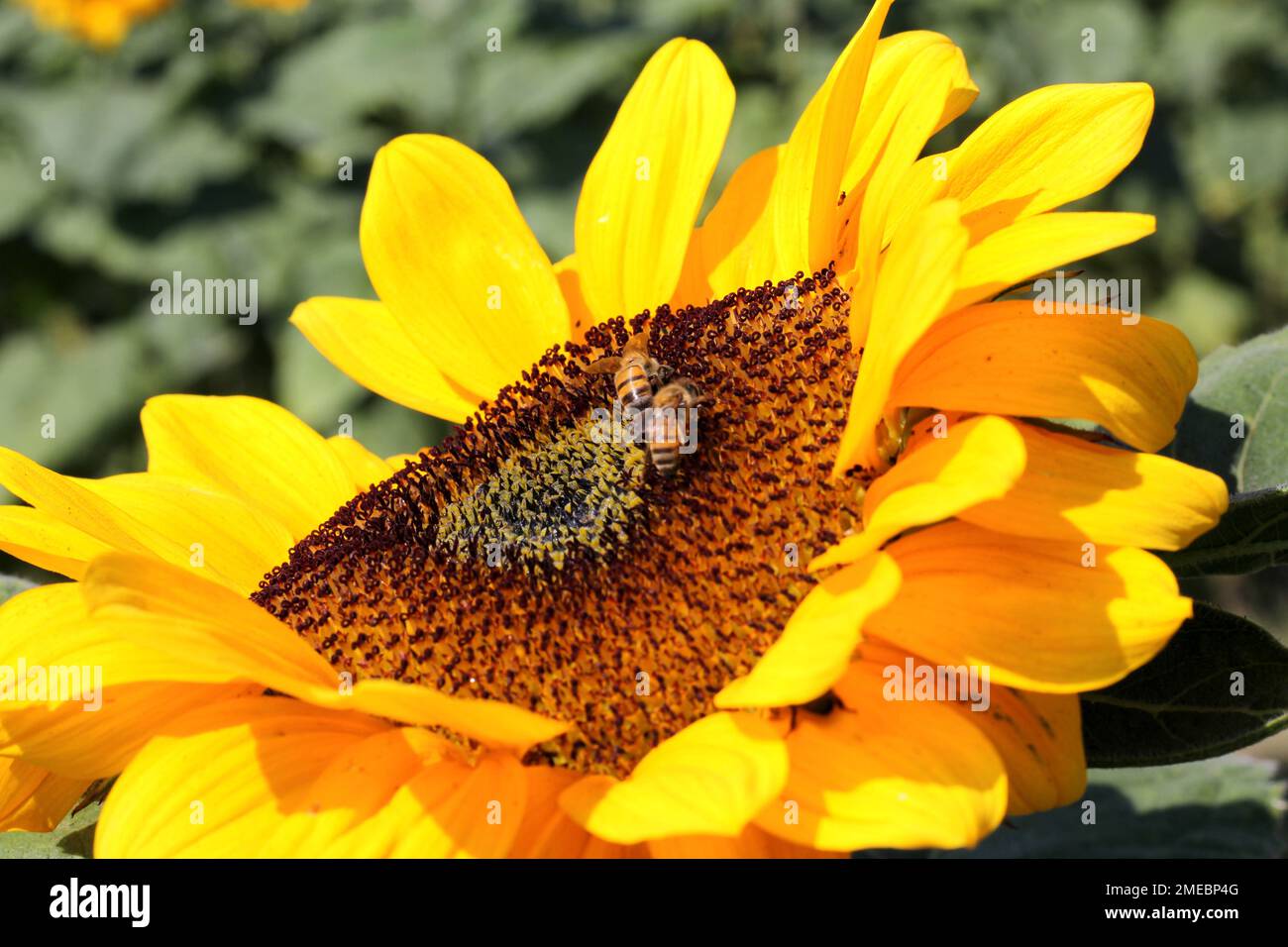 Bees are sunflower hosts, they help pollination, so it helps the bees ...