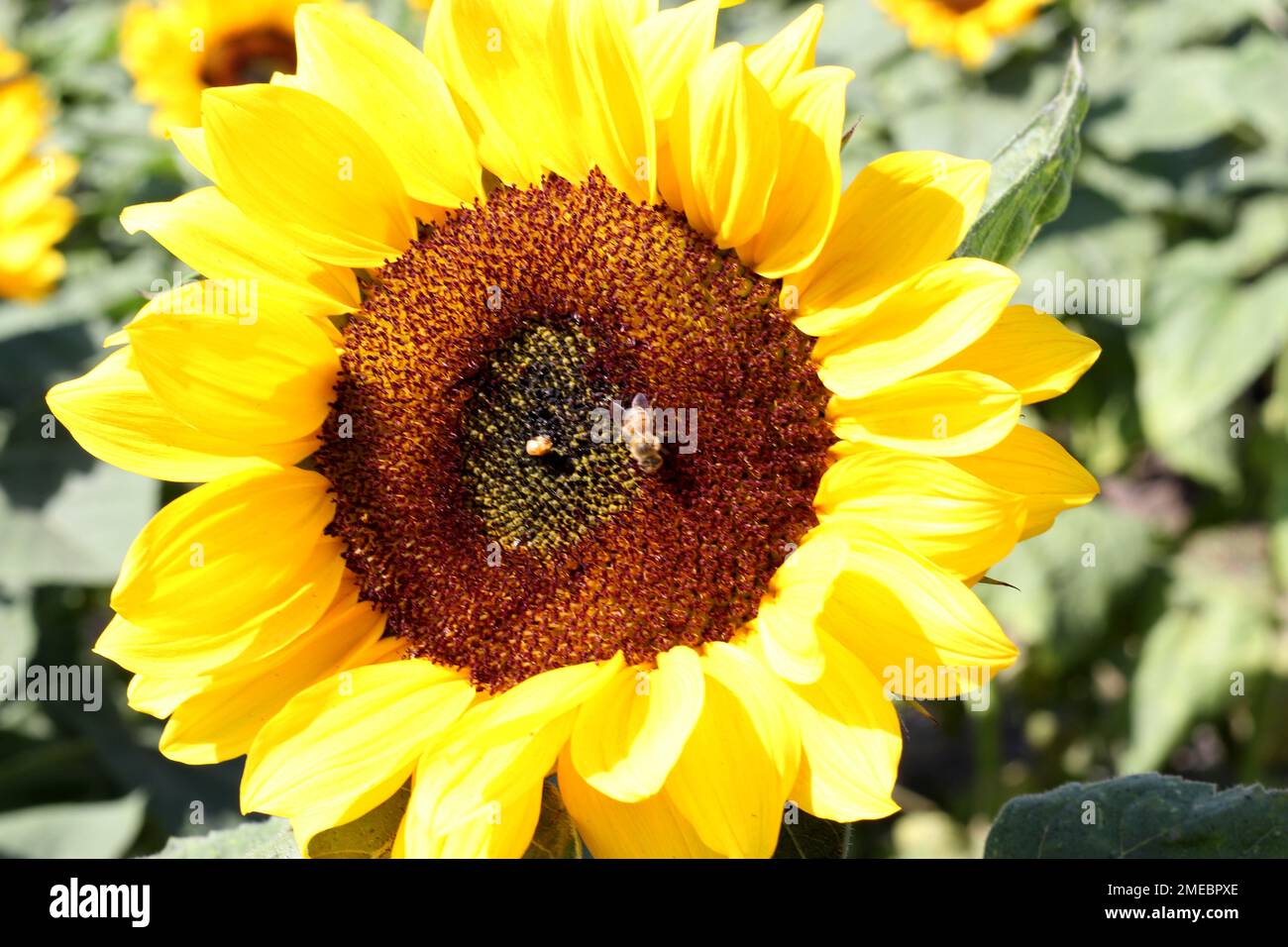Bees are sunflower hosts, they help pollination, so it helps the bees ...