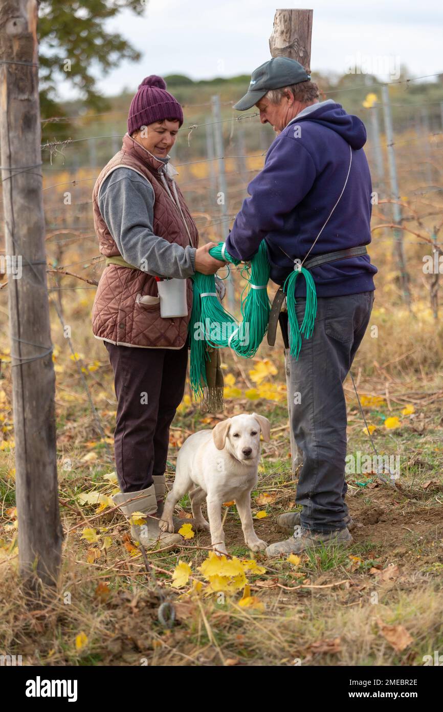 Man and woman working in vineyard during fall season, at Pietreserena ...