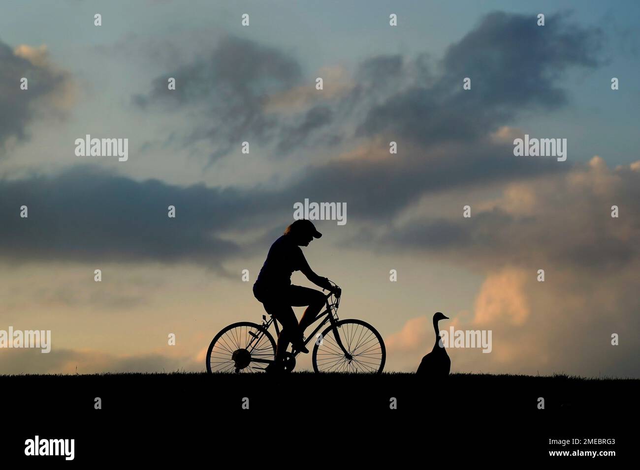 A woman rides her bike past a goose as the sun sets, Wednesday, June 9 ...