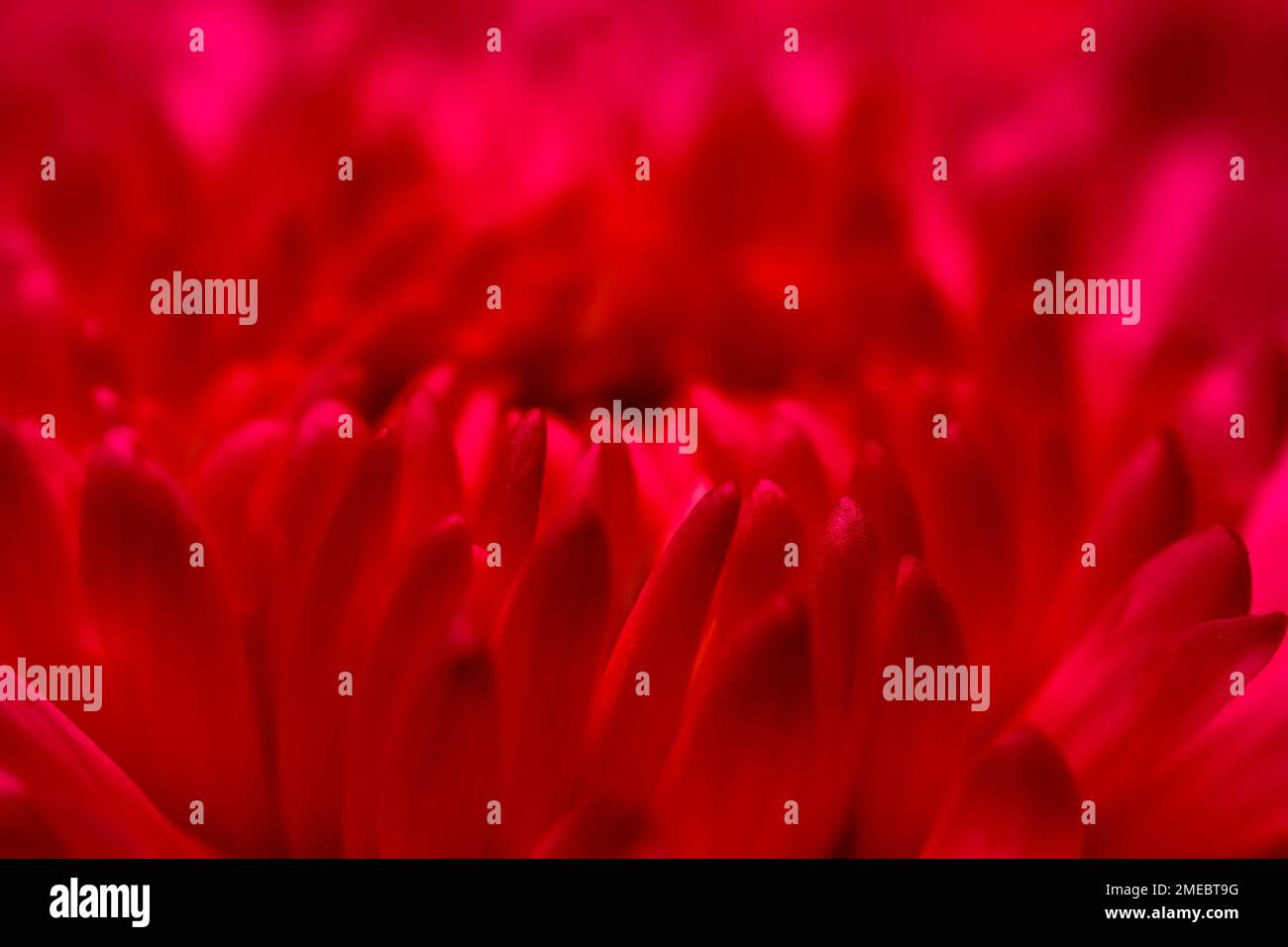 Abstract floral background, red purple chrysanthemum flower petals ...