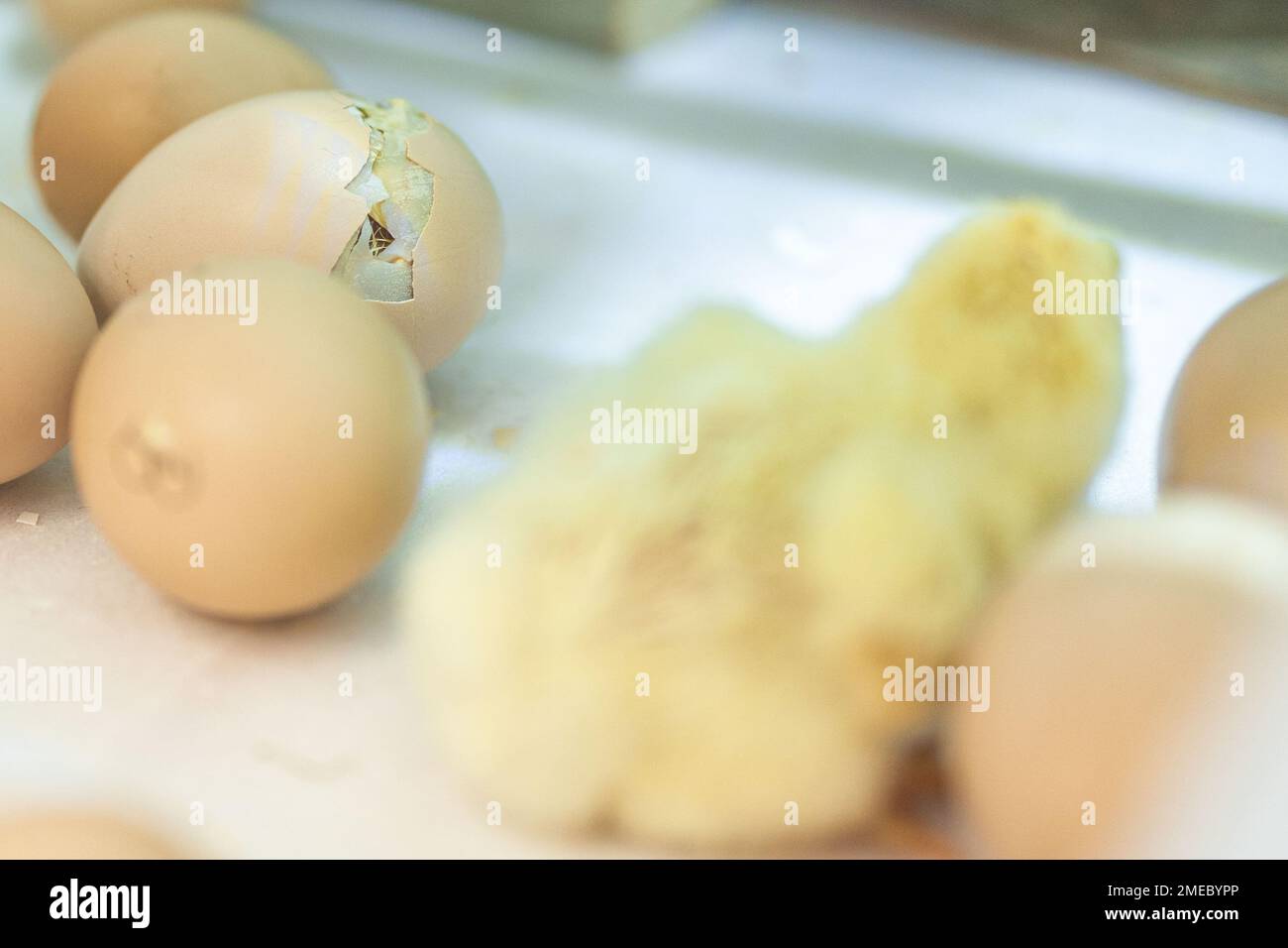 incubator, chicks in the incubator. newborn chick in the incubator. eggs, hatching chicks Stock ...