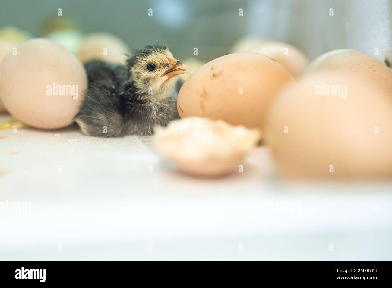 incubator, chicks in the incubator. newborn chick in the incubator ...
