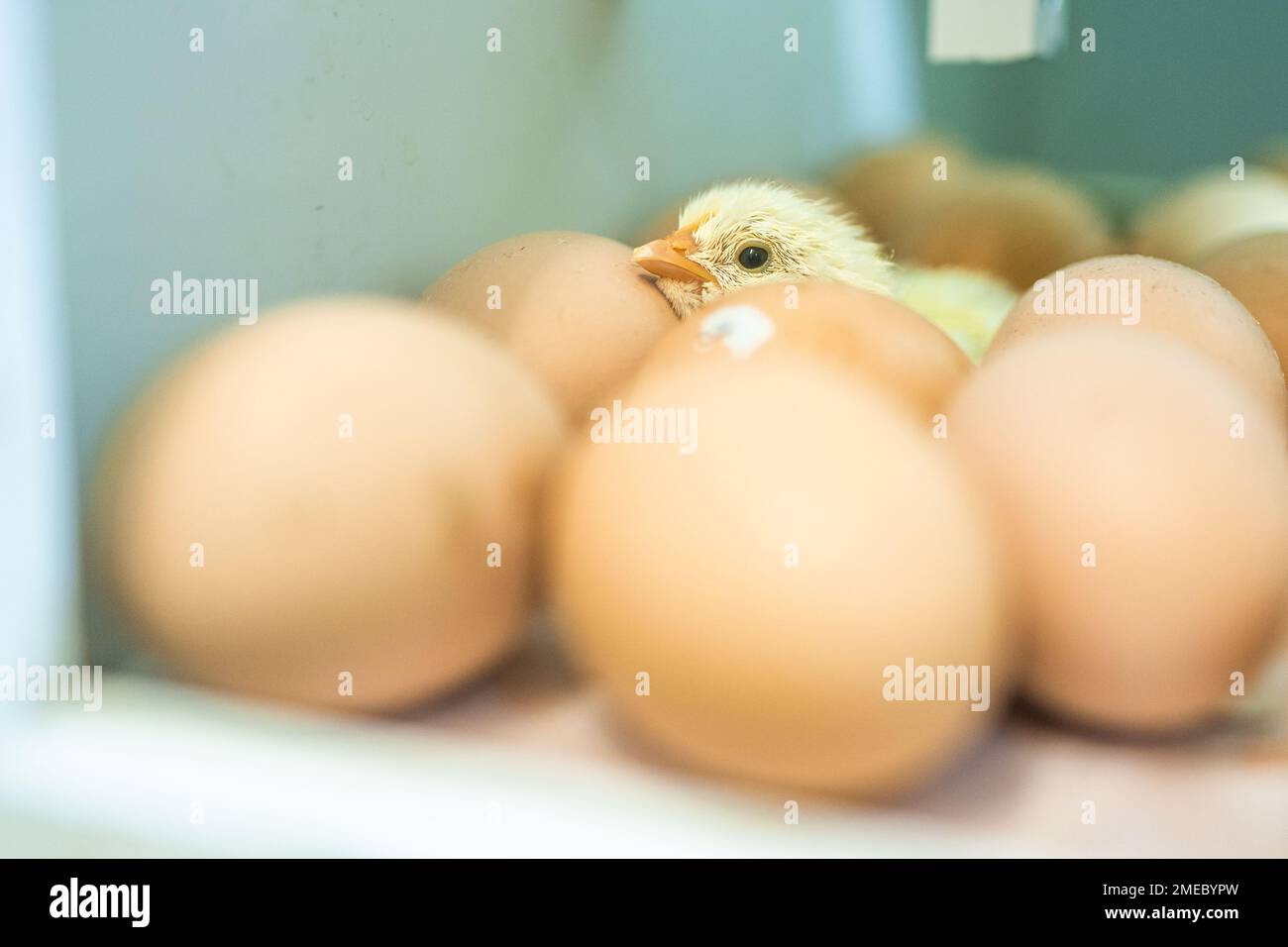 incubator, chicks in the incubator. newborn chick in the incubator ...