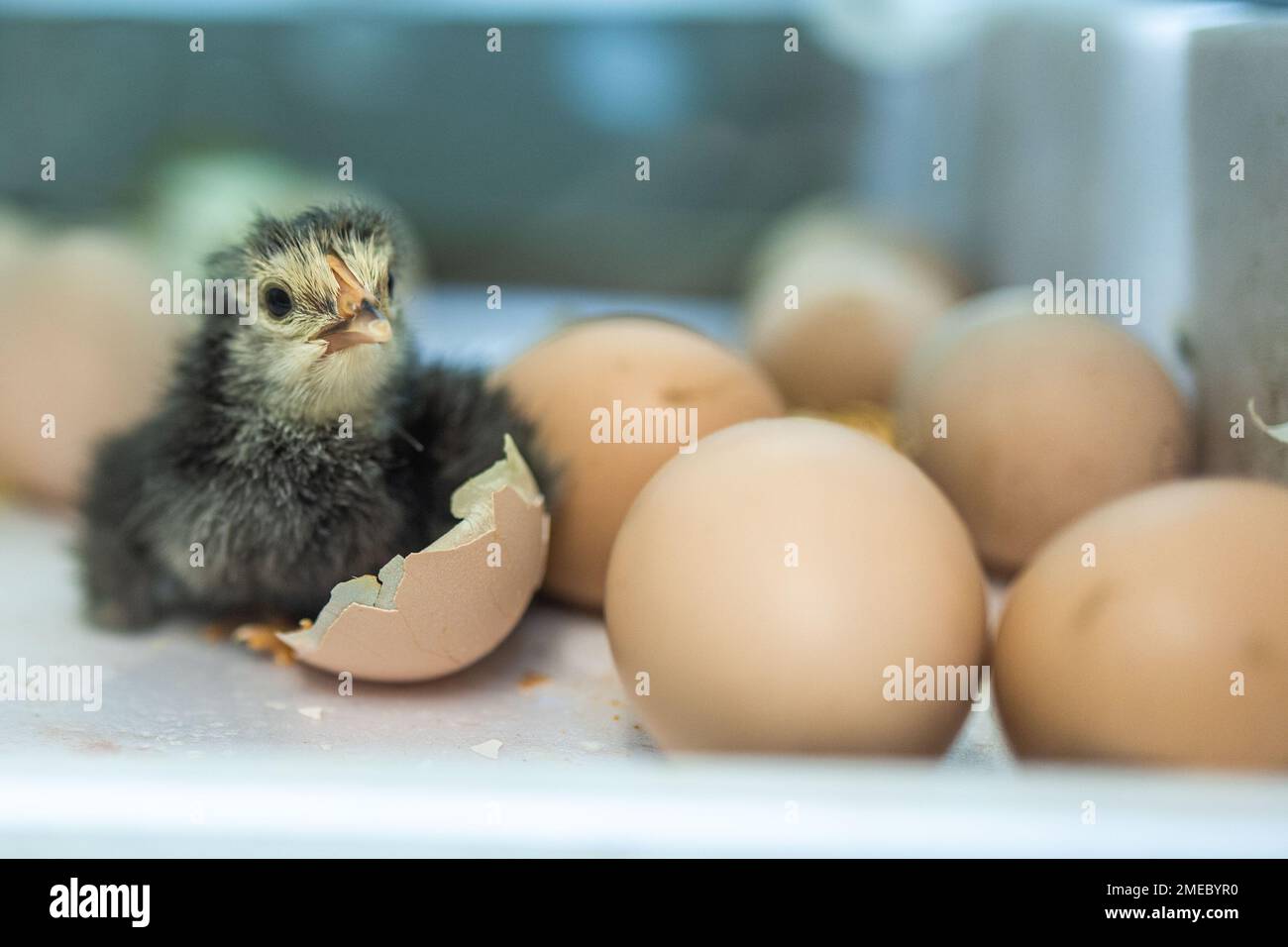 incubator, chicks in the incubator. newborn chick in the incubator ...