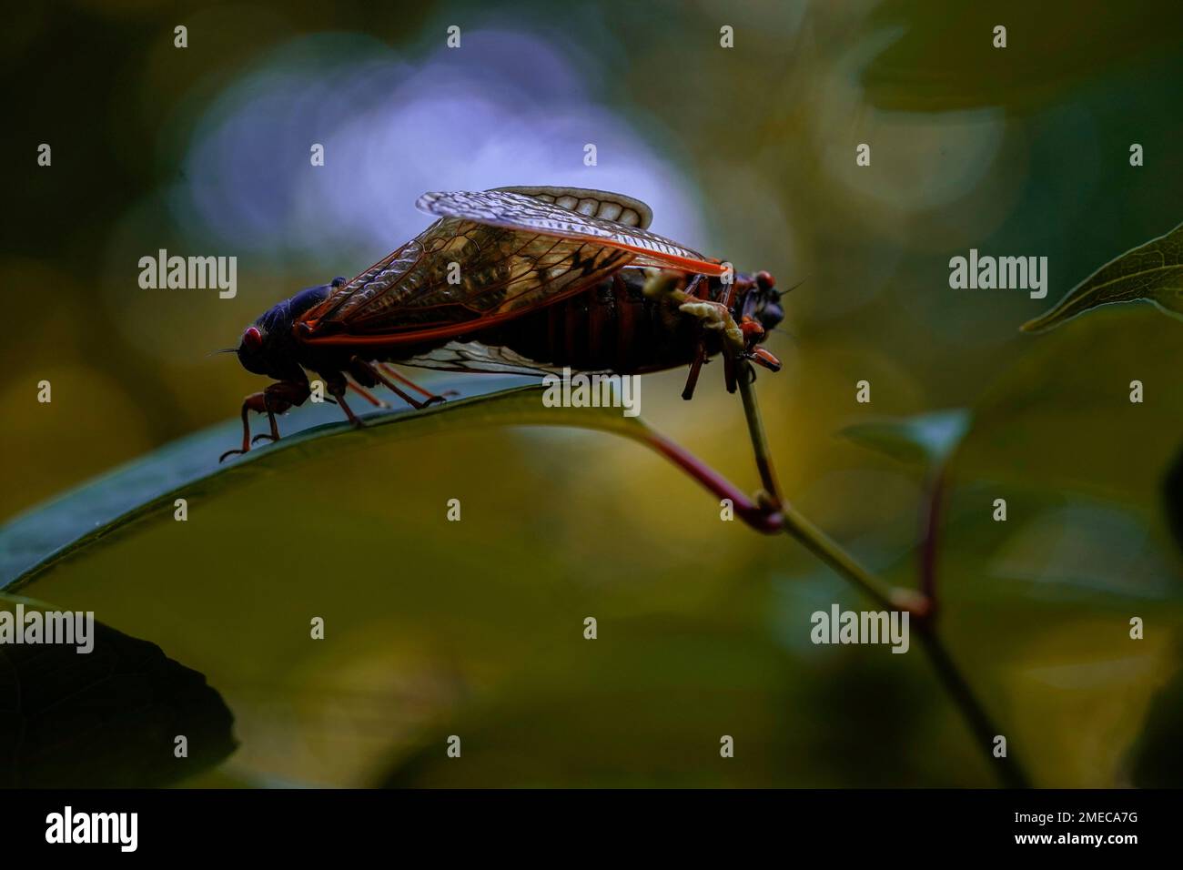 Brood X cicadas mate in Washington, Friday, June 4, 2021. The cicadas ...
