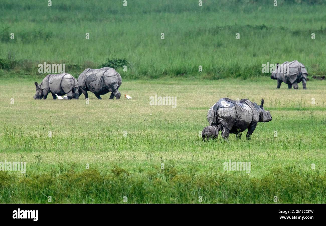 One Horned Rhinos Graze In The Pobitora Wildlife Sanctuary On The Outskirts Of Gauhati India