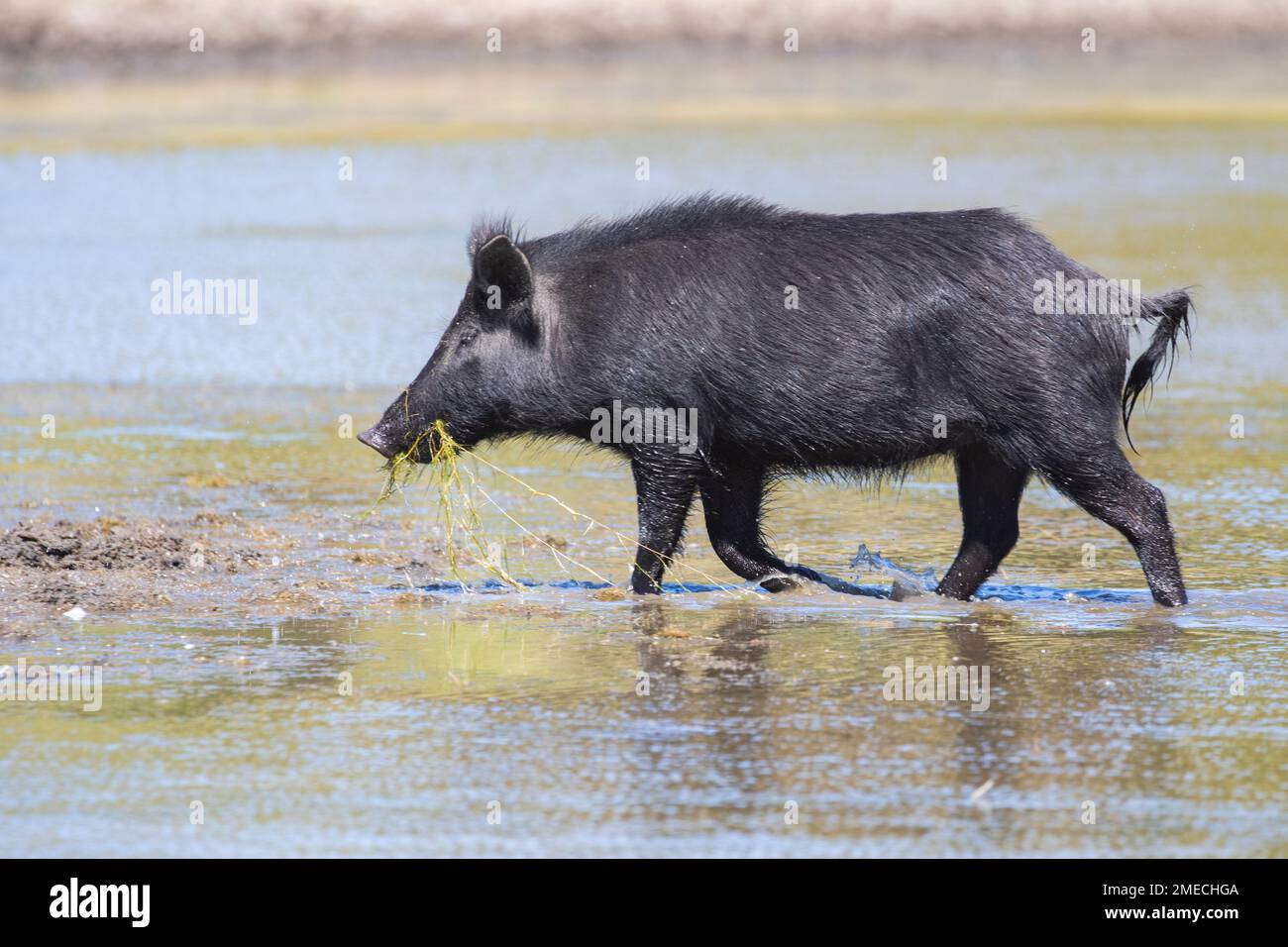 California Wild Boar/ Feral Pig Hybrid. The Spanish and Russians ...
