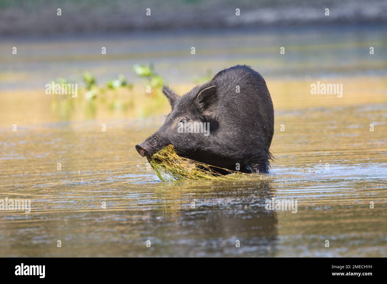 California Wild Boar/ Feral Pig Hybrid. The Spanish and Russians ...