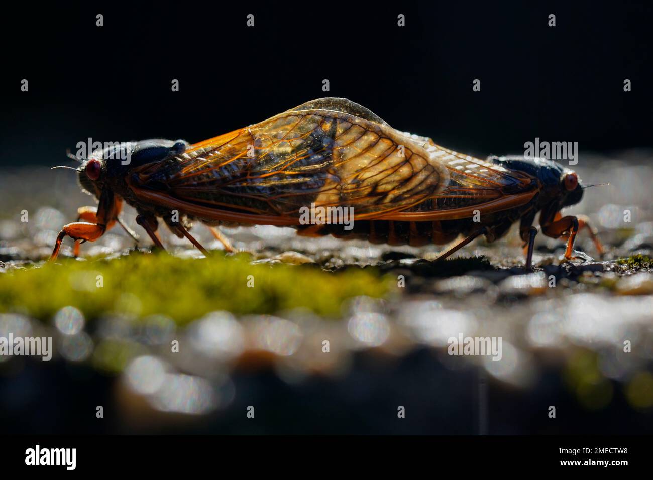 Brood X cicadas mate in Washington, Friday, June 4, 2021. Trillions of ...