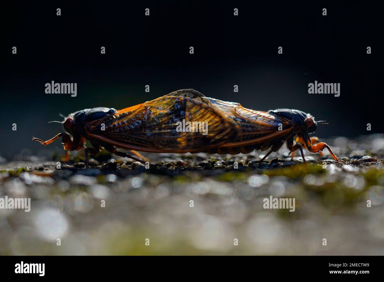 Brood X cicadas mate in Washington, Friday, June 4, 2021. Trillions of ...