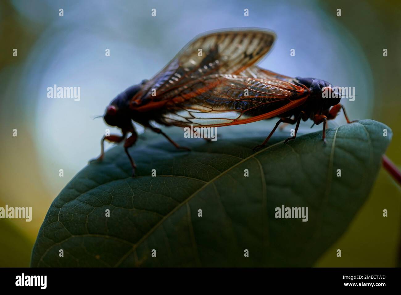 Brood X cicadas mate in Washington, Friday, June 4, 2021. Trillions of ...