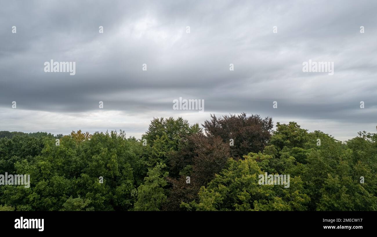 Aerial view of dark green treetops in spruce forest under a threatening ...