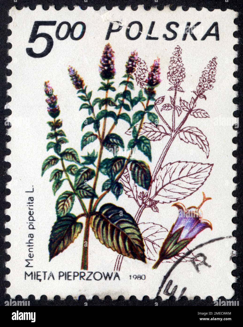 TIMBRE OBLITÉRÉ POLSKA. MIETA PIEPRZOWA. MENTHA PIPERITA. 1980. 5,00 ...