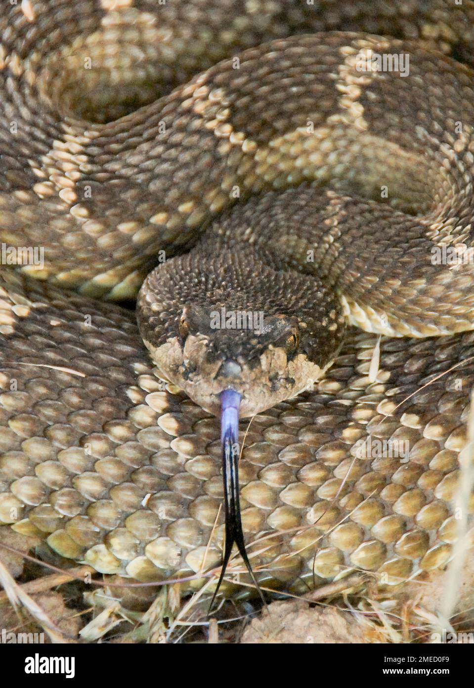 Angry Northern Pacific Rattlesnake Coiled in Defensive Posture Ready to ...