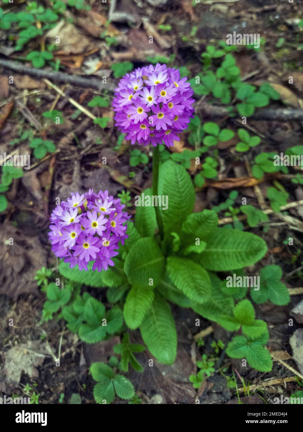 a high angle shot of Drumstick primrose plant in a garden Stock Photo ...