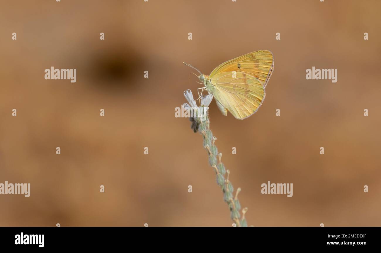 Colotis hi-res stock photography and images - Alamy