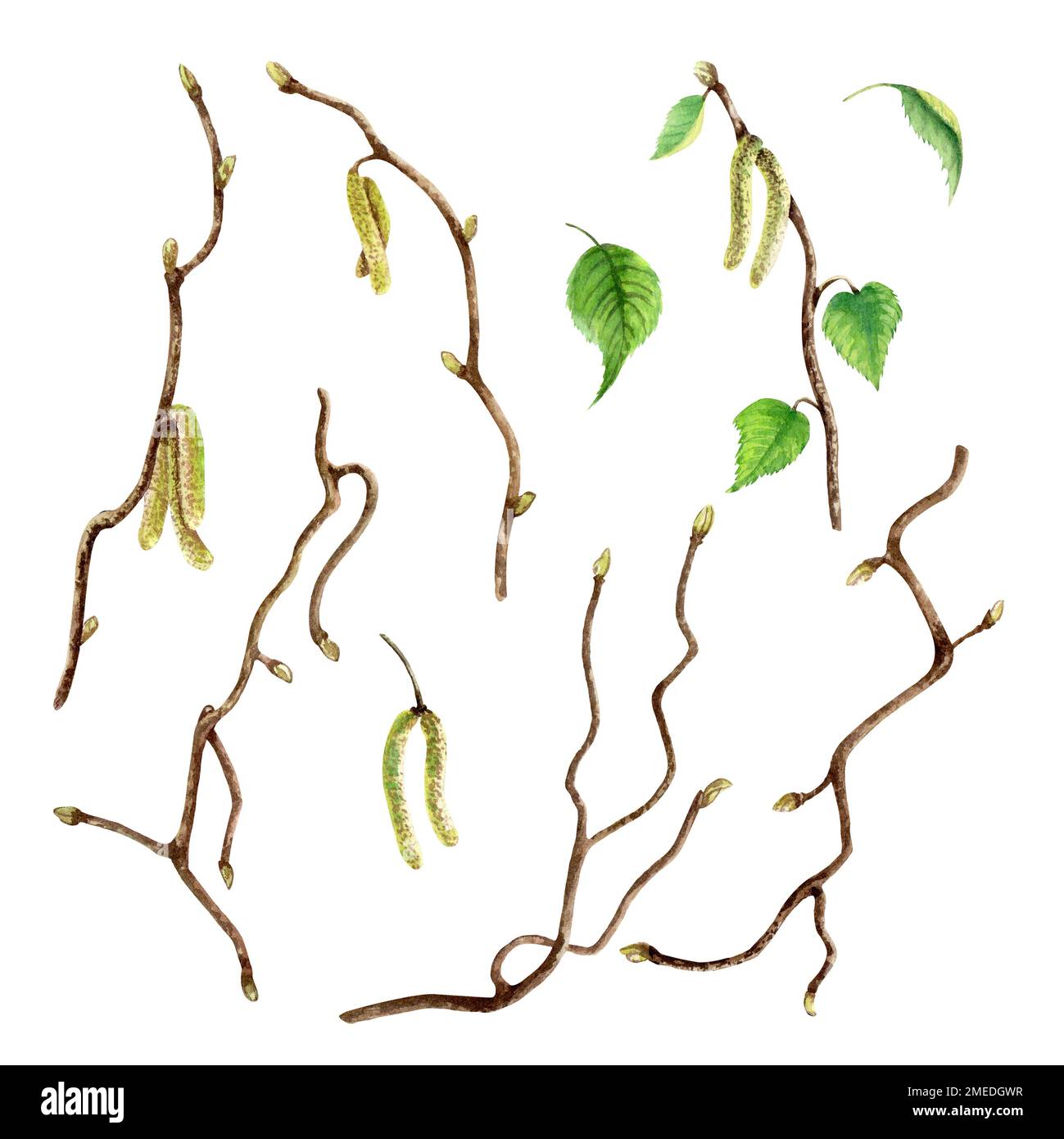 Watercolor spring branches set. Illustration isolated on white. Tree ...