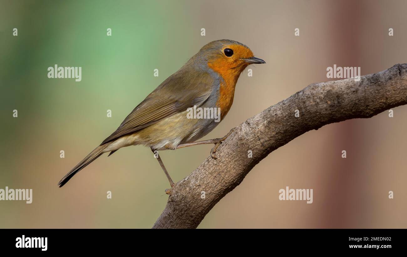 a closeup of a European robin bird perched on a tree branch Stock Photo ...