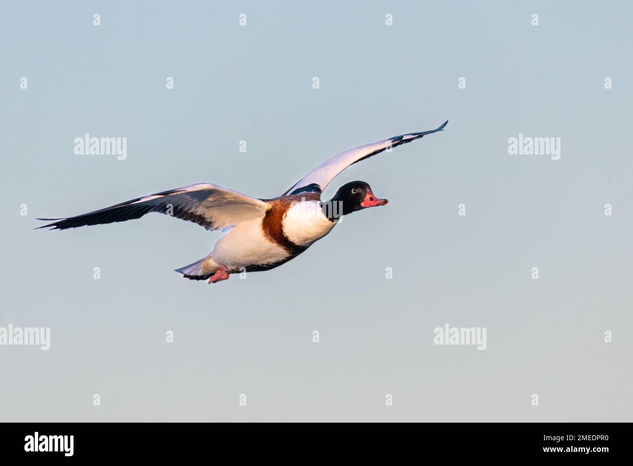 Common Shelduck (Tadorna tadorna), female in flight Stock Photo - Alamy
