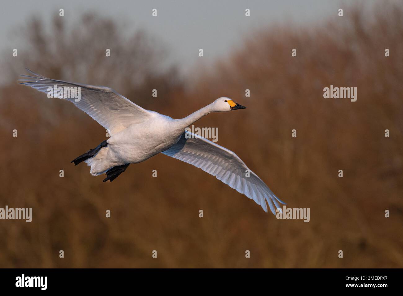 Bewick's Swan (Cygnus columbianus) in Flight Stock Photo - Alamy