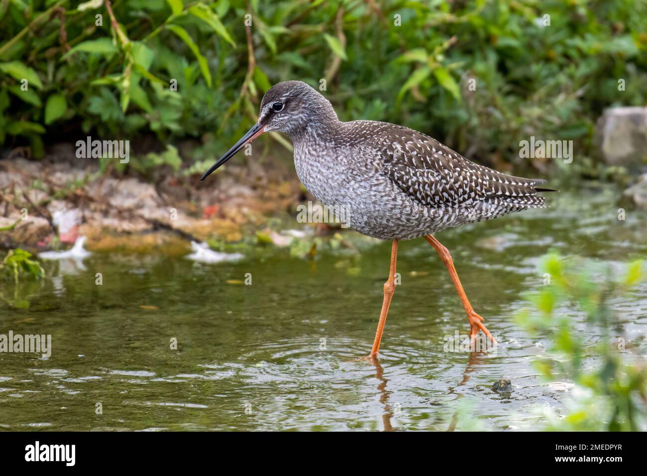 Spotted Redshank (Tringa erythropus), Winter Plumage Stock Photo - Alamy Spotted Redshank (Tringa erythropus), Winter Plumage Stock Photo - Alamy