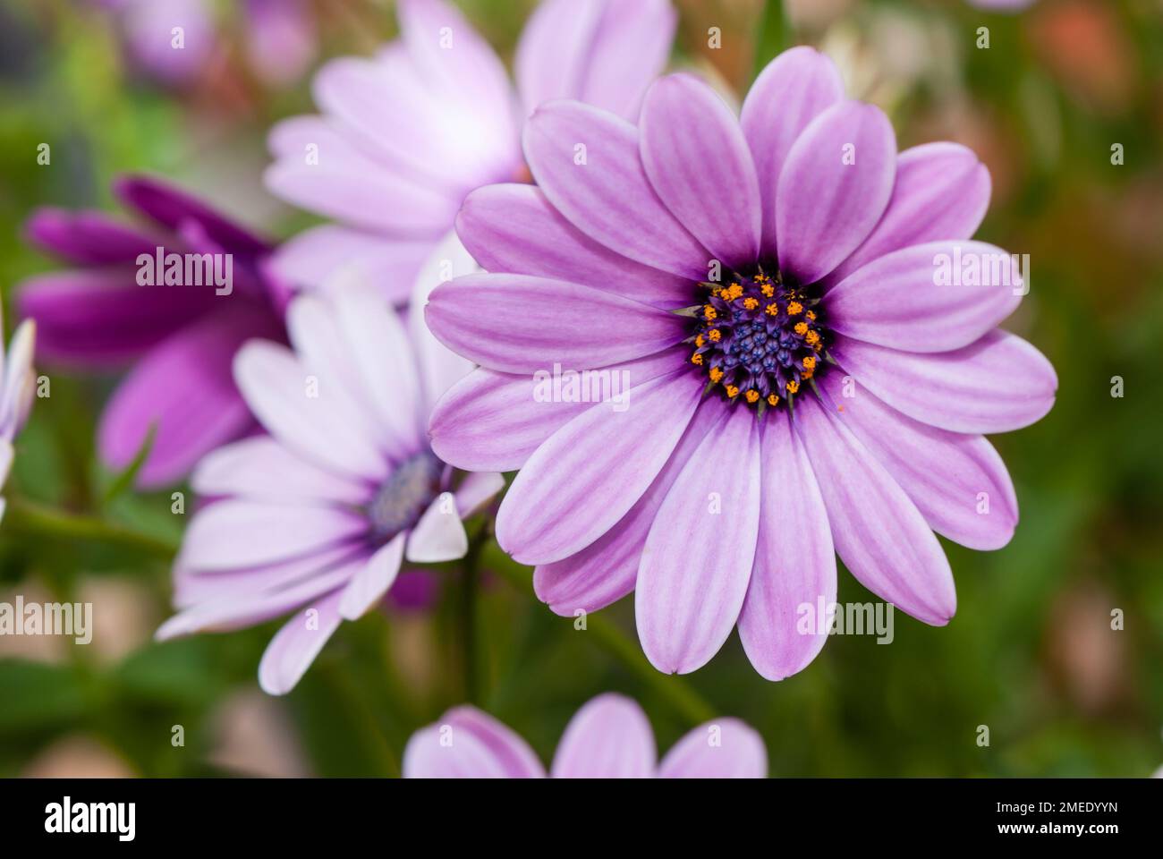 Sundays river daisy, Dimorphoteca ecklonis, garden, Catalonia, Spain ...