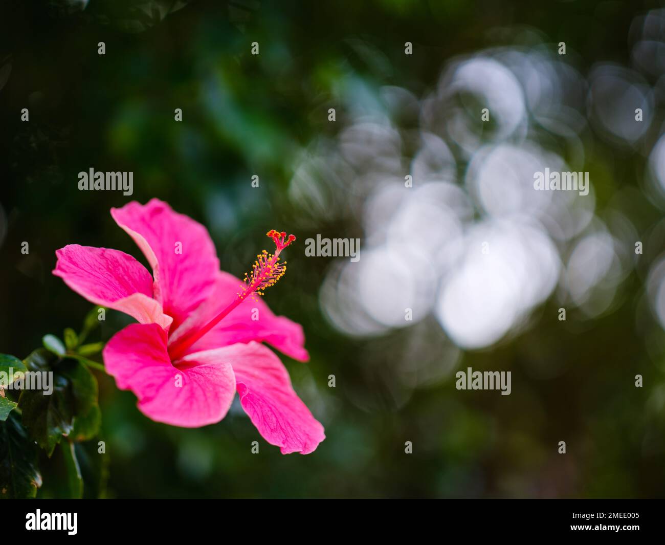 Red hibiscus flower okinawa japan hi-res stock photography and images ...
