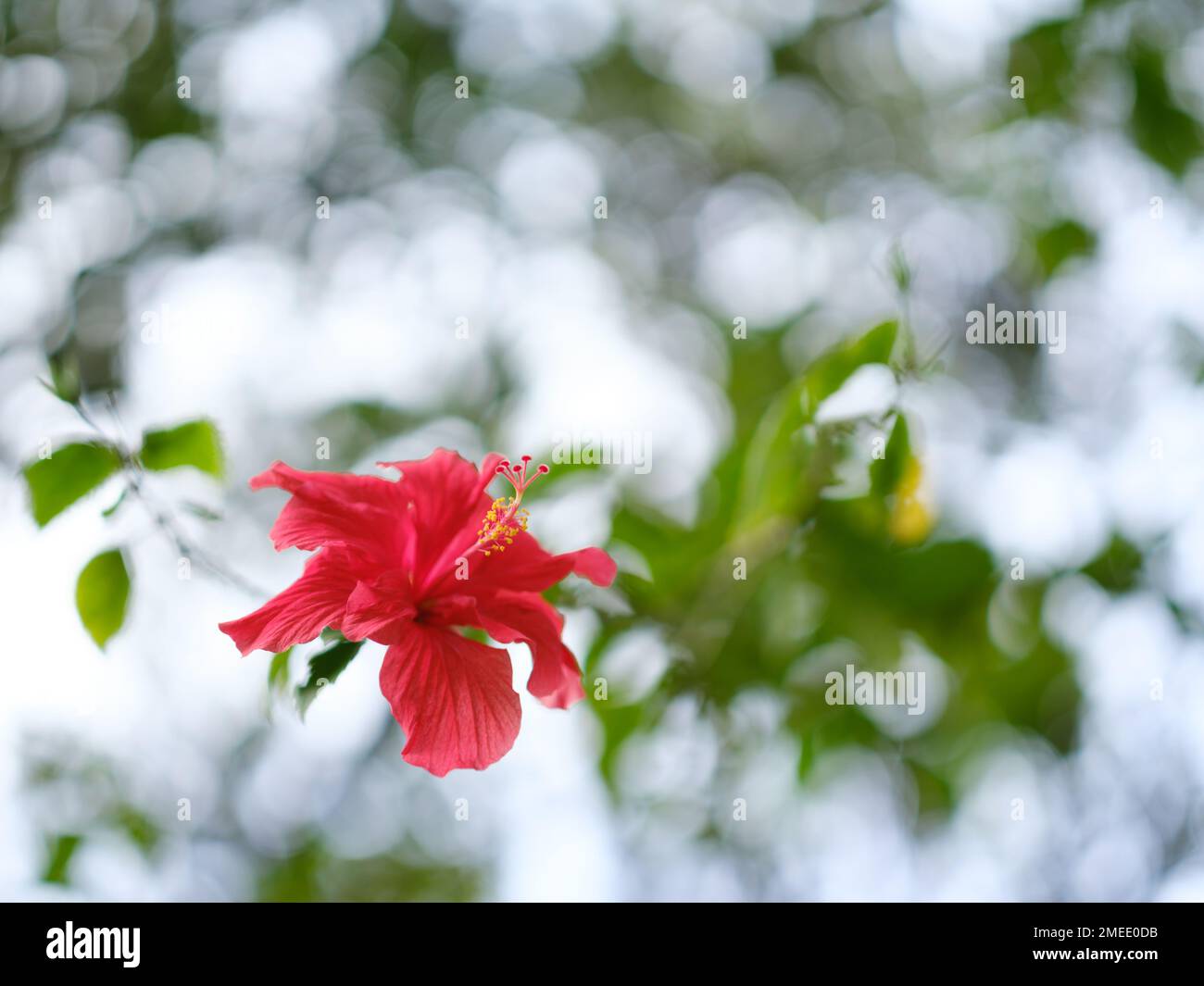 Red hibiscus flower okinawa japan hi-res stock photography and images ...