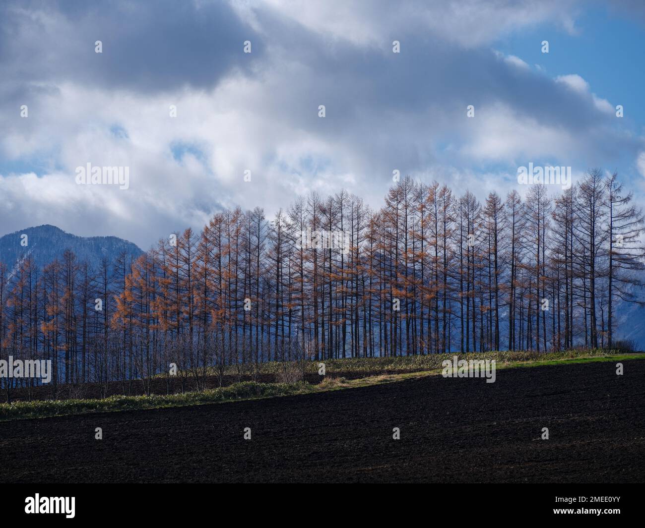 Windbreak forest hi-res stock photography and images - Alamy
