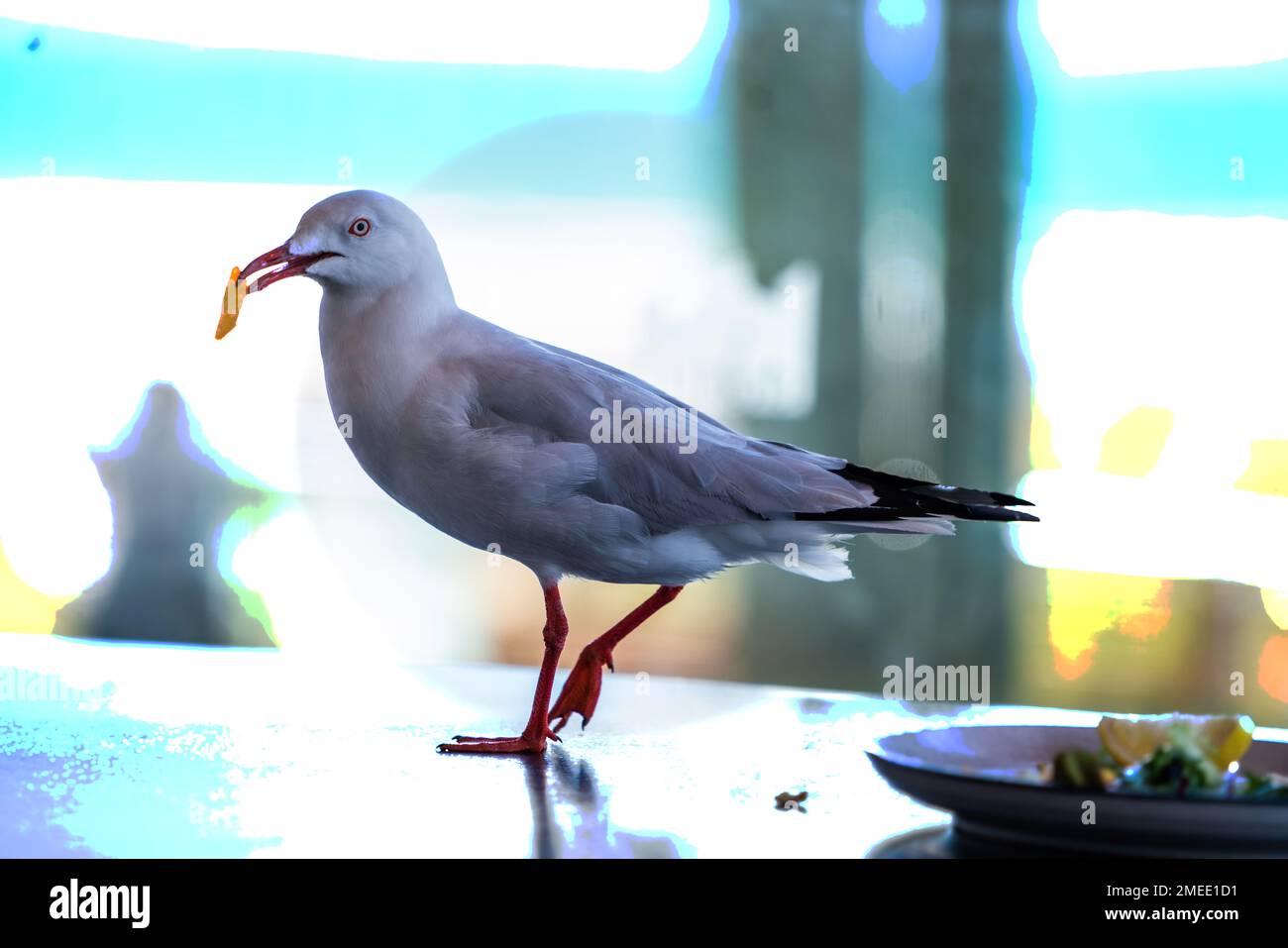 Chip seagull hi-res stock photography and images - Alamy