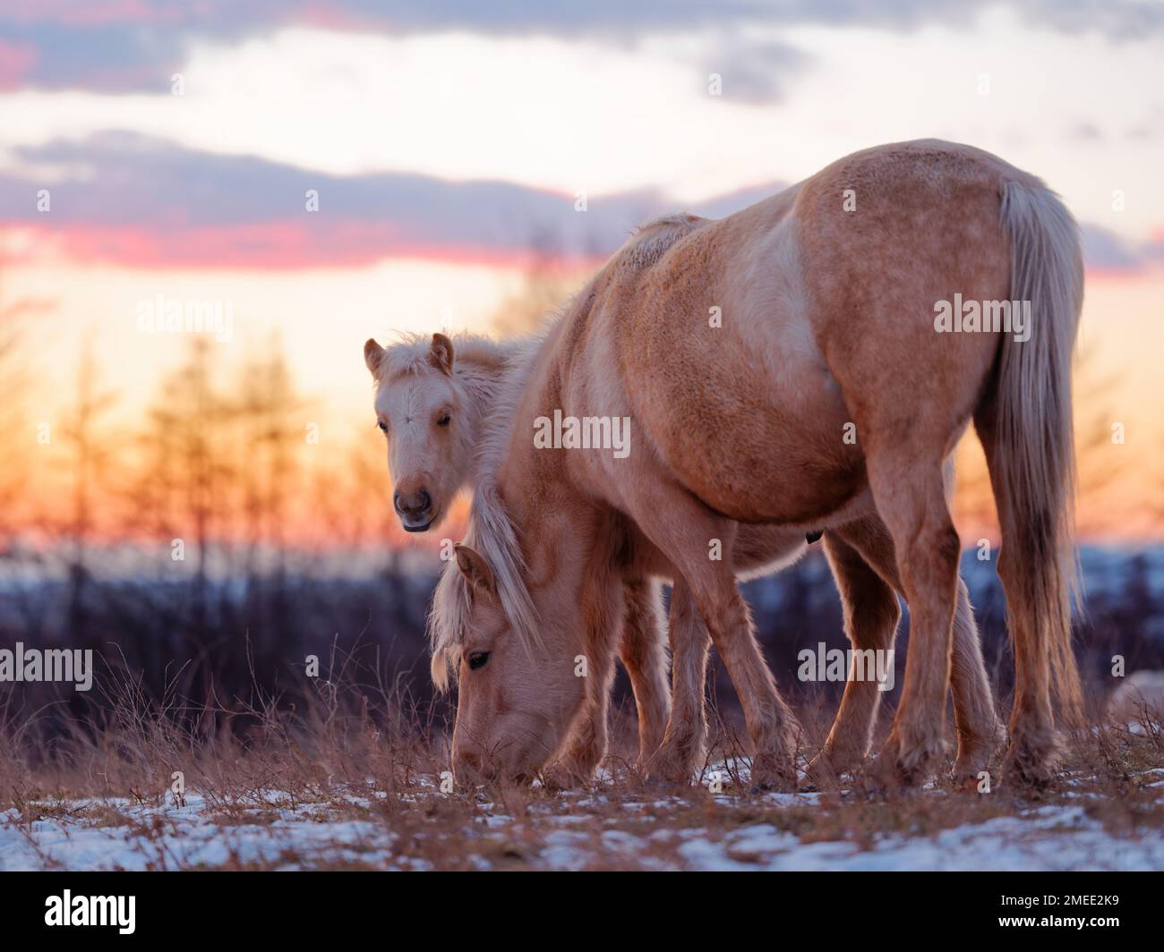 Mother Horse and Colt Stock Photo - Alamy
