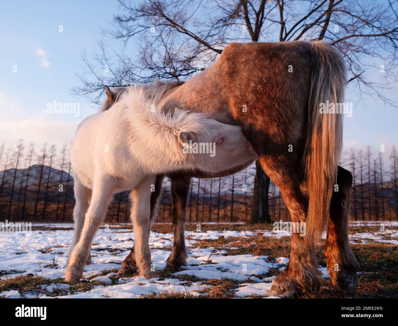 Mother horse with colt hi-res stock photography and images - Alamy