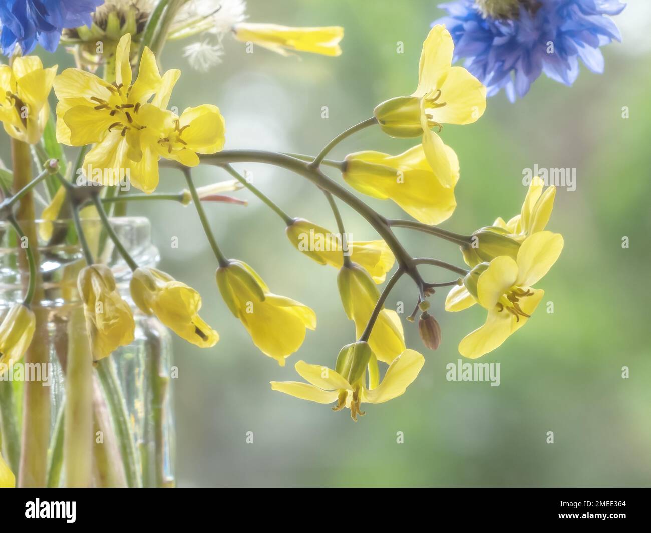 Joyful spring scene hi-res stock photography and images - Alamy