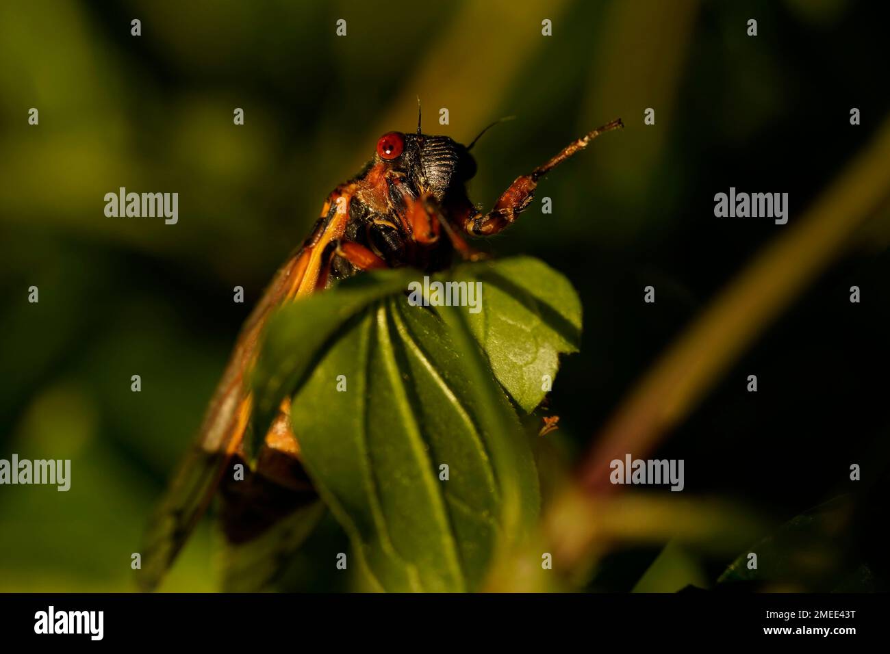 A adult Brood X cicada waves a leg in Chevy Chase, Md., Sunday, May 9 ...