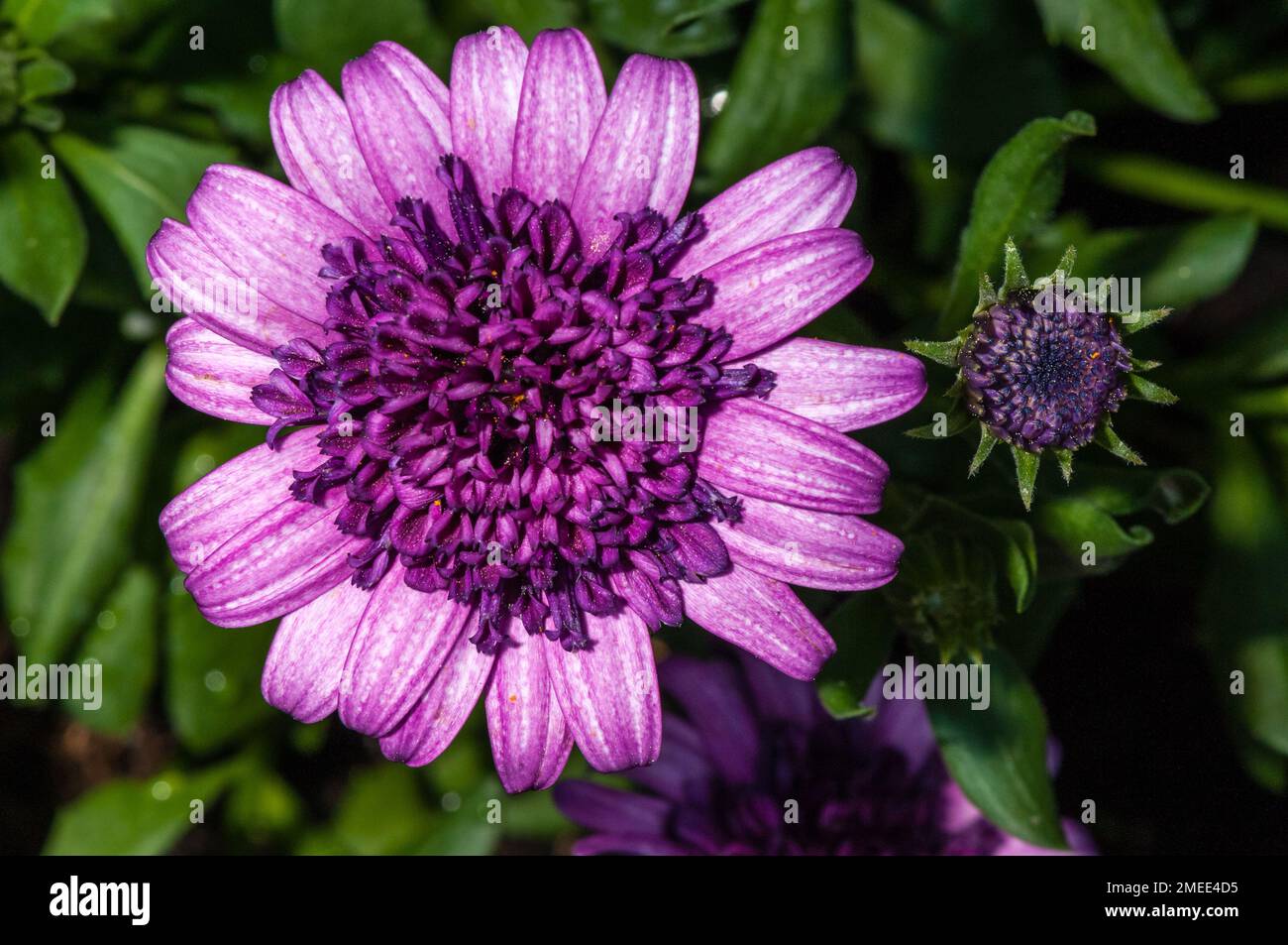 close-up view, Cape marguerite, Dimorphoteca ecklonis Stock Photo - Alamy