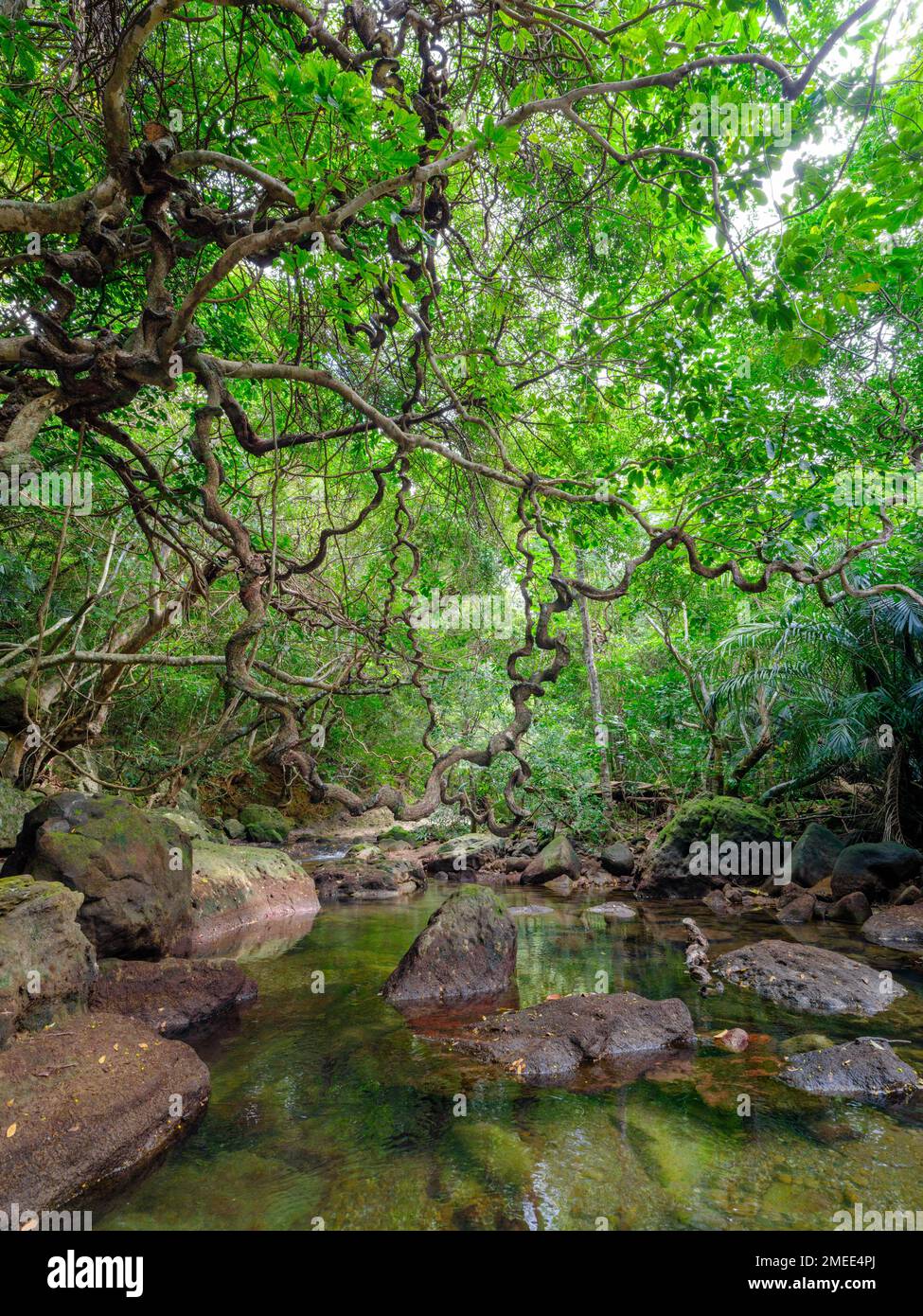Jungle in Iriomote Island, Okinawa Prefecture, Japan Stock Photo - Alamy