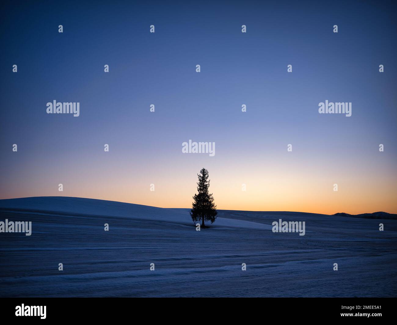 Christmas Tree in Biei, Hokkaido, Japan Stock Photo - Alamy