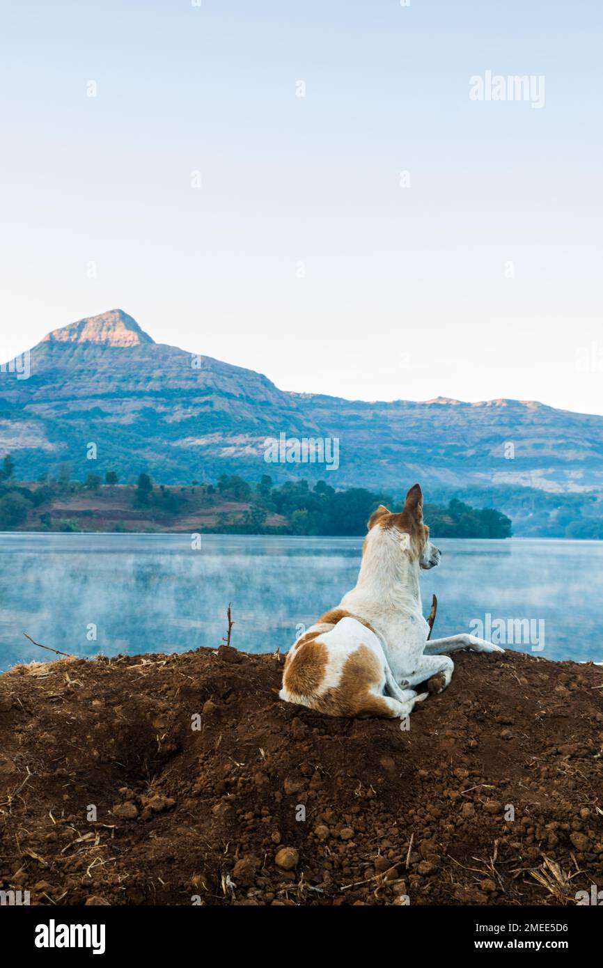 Arthur winter dog hi-res stock photography and images - Alamy