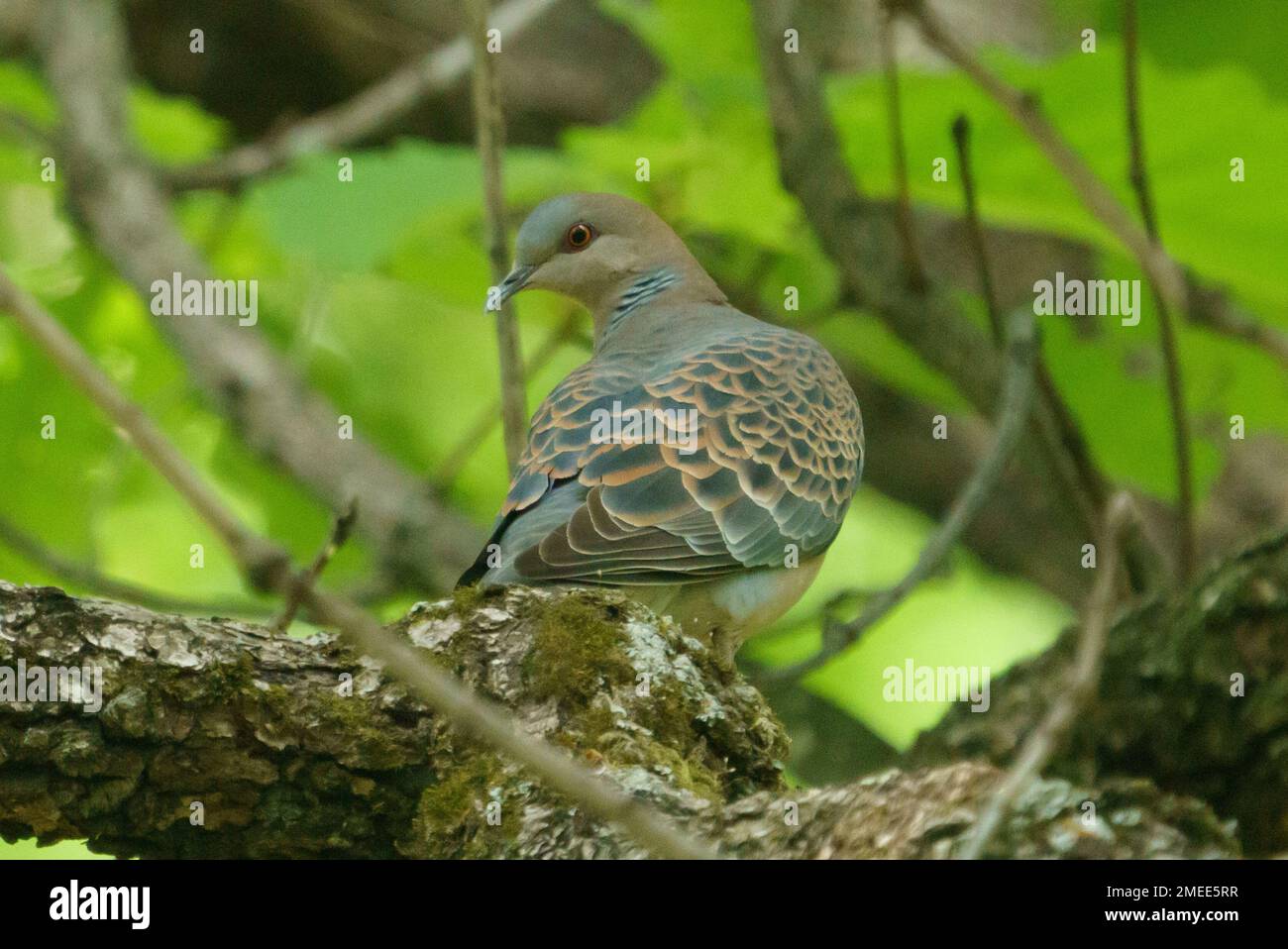 Turtledove hi-res stock photography and images - Alamy